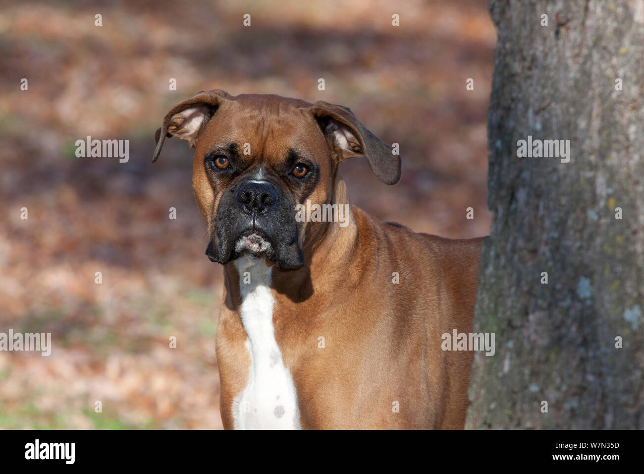 Male boxer dog portrait, peering around tree Stock Photo - Alamy