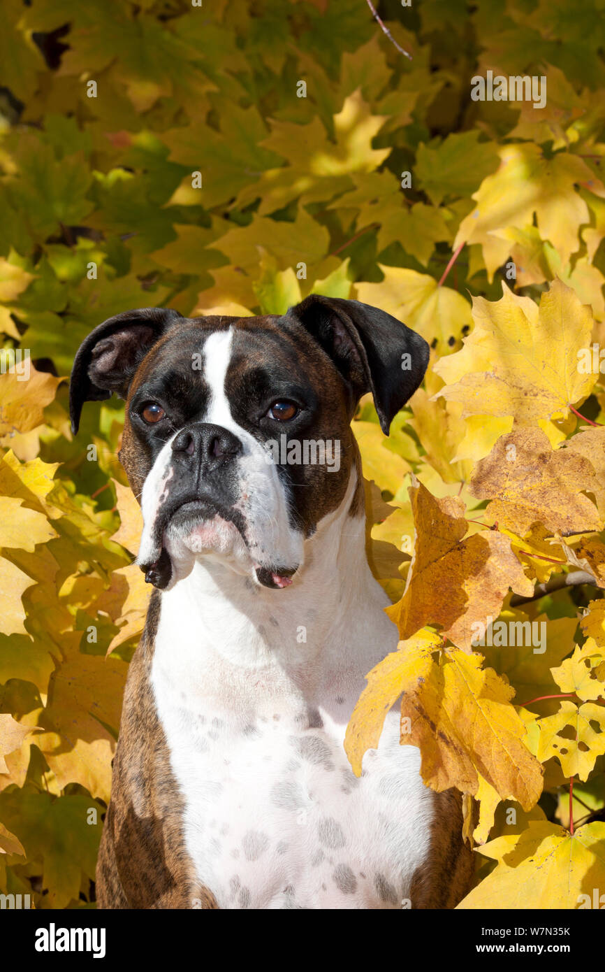 Brindle boxer dogs hi-res stock photography and images - Alamy