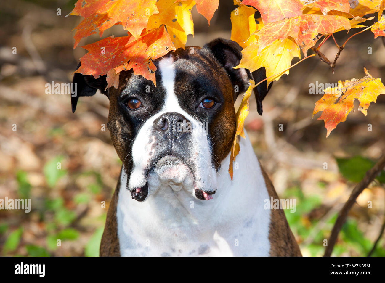 Male boxer portrait in autumn leaves Stock Photo - Alamy
