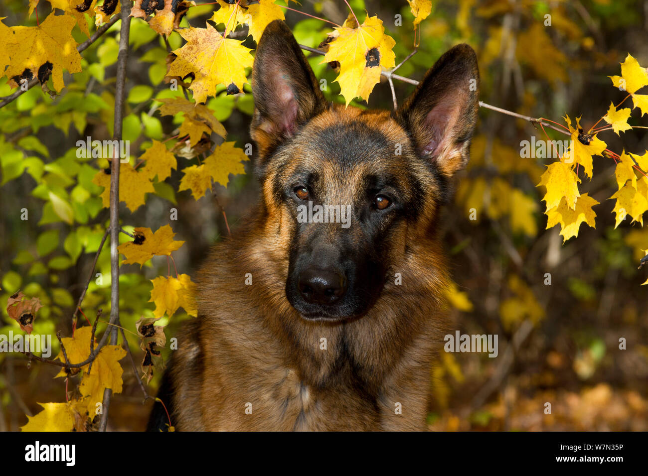German Shepherd portrait in autumn leaves Stock Photo - Alamy