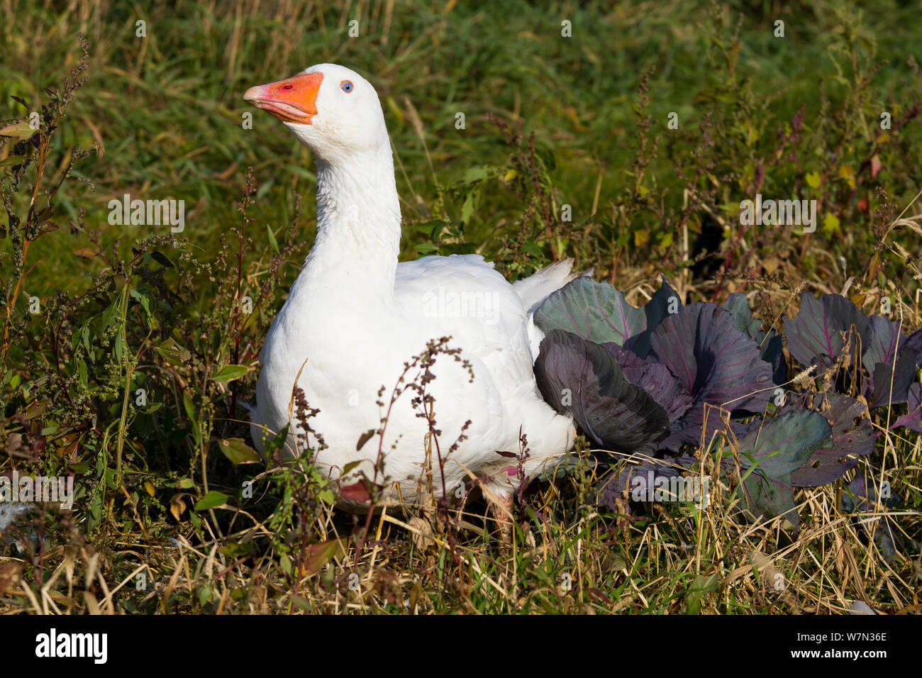 White domestic embden goose hi-res stock photography and images - Alamy