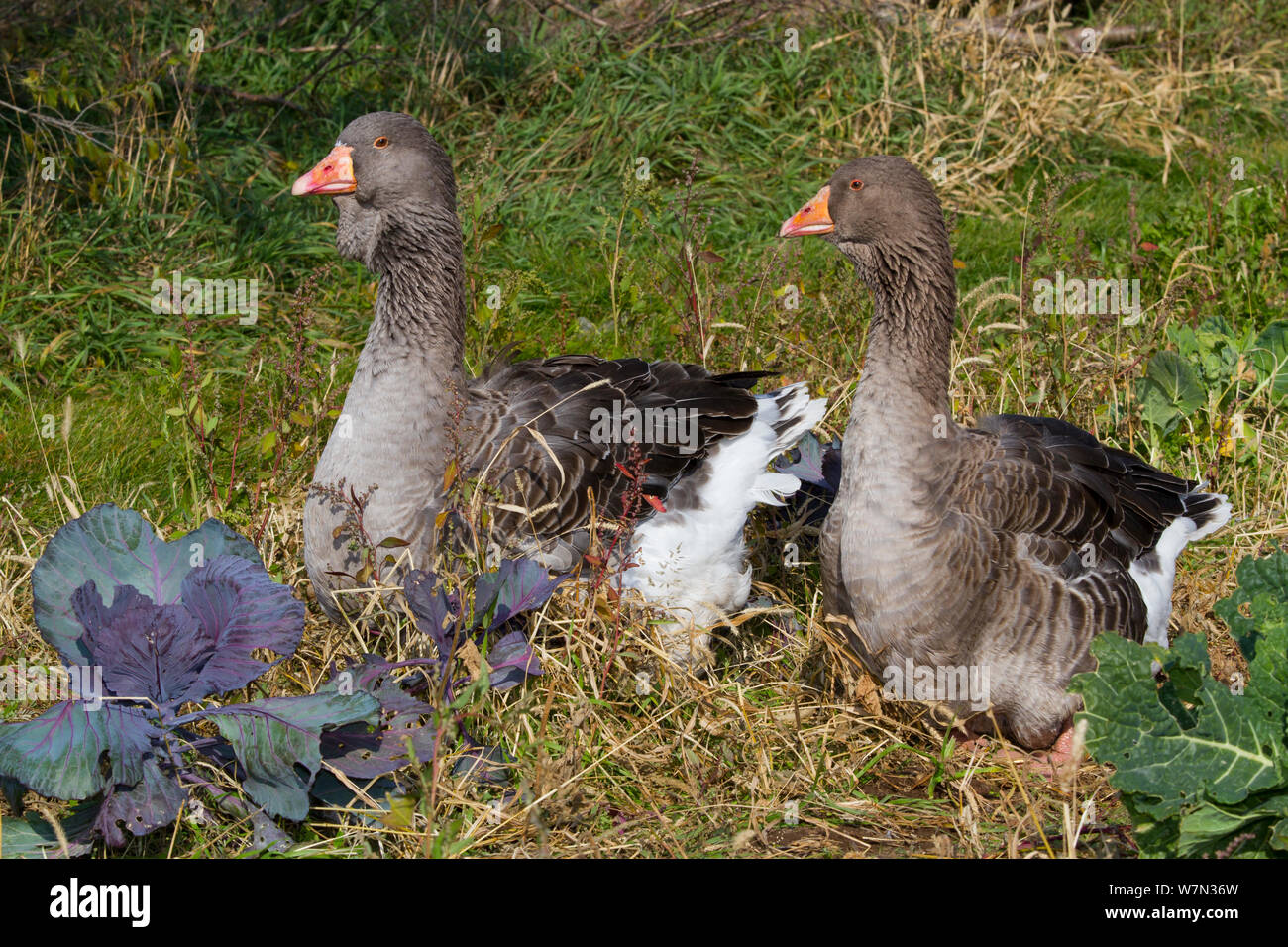 Toulouse geese hi-res stock photography and images - Alamy
