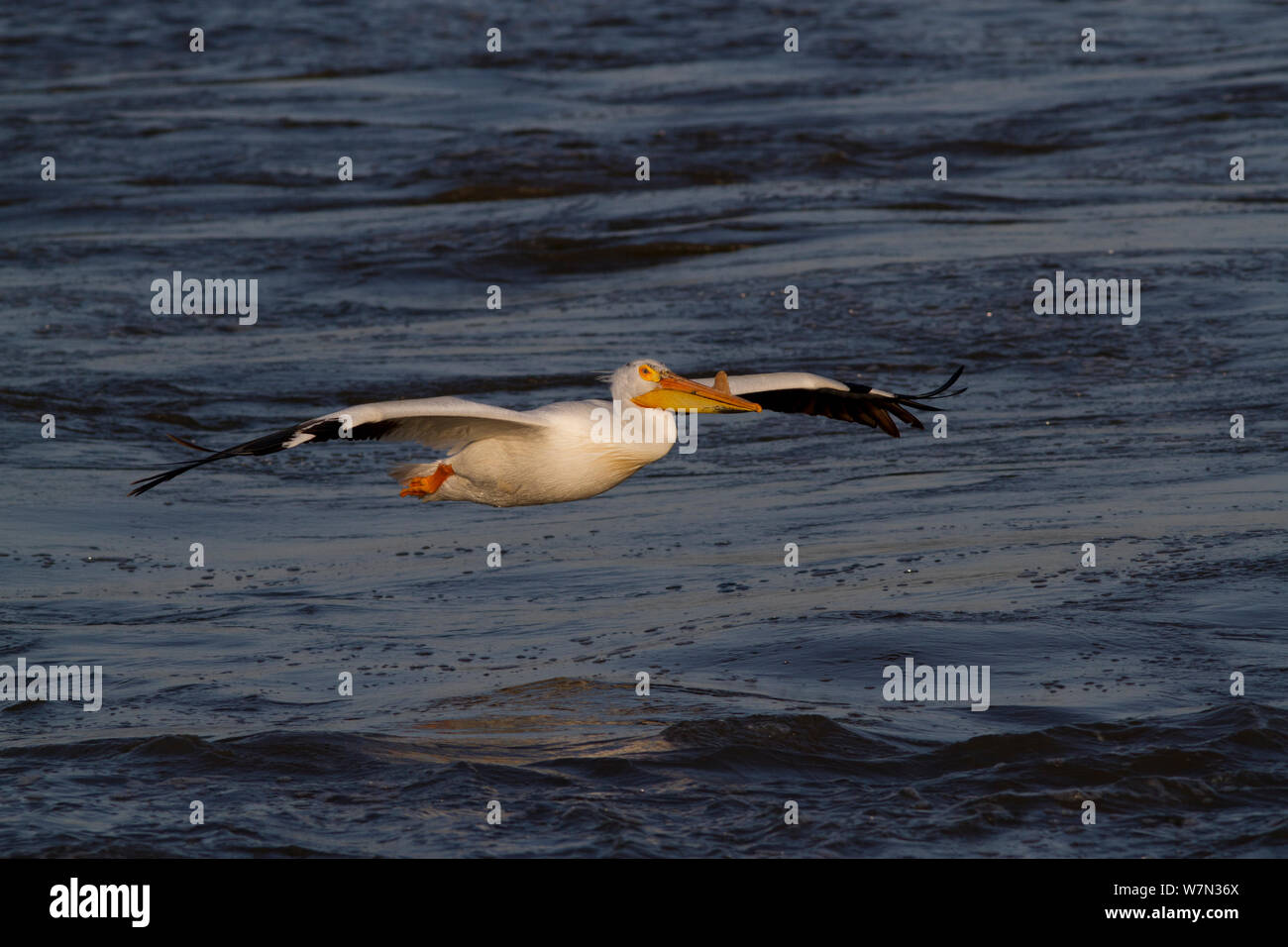 American White Pelican (Pelecanus erythrorynchos) in breeding plumage ...