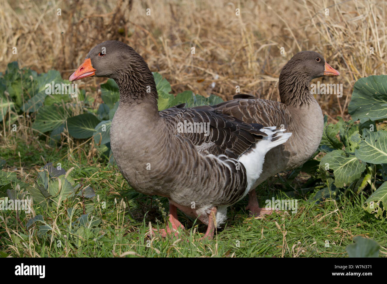 Pair of domestic Gray Geese (Anser anser) the traditional barnyard ...