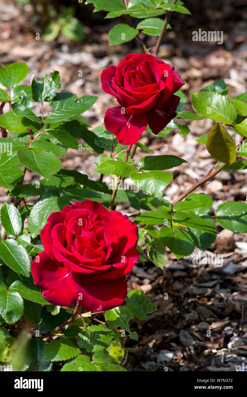Ingrid bergman rose hi-res stock photography and images - Alamy