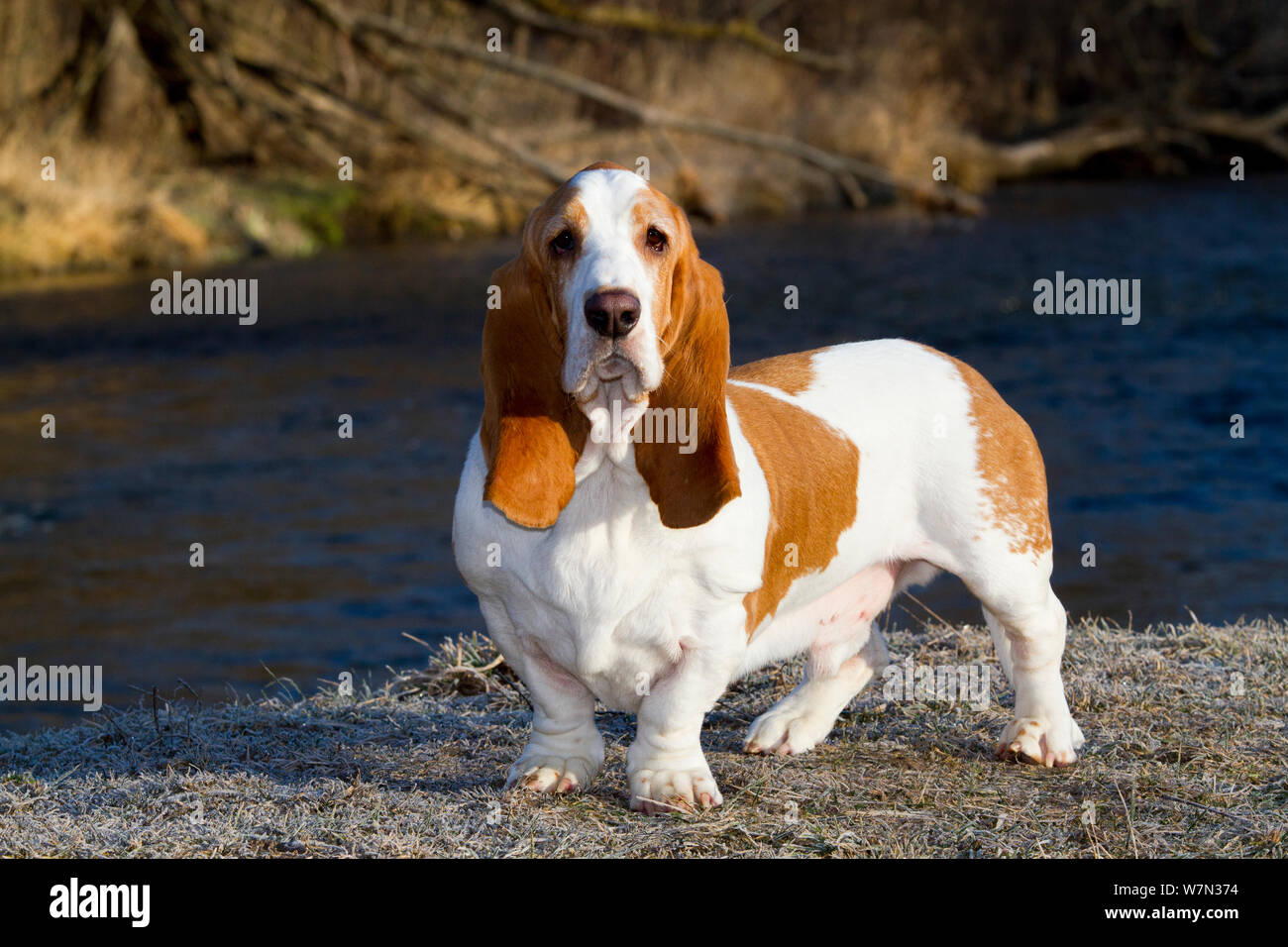 Basset Hound dog portrait Stock Photo - Alamy