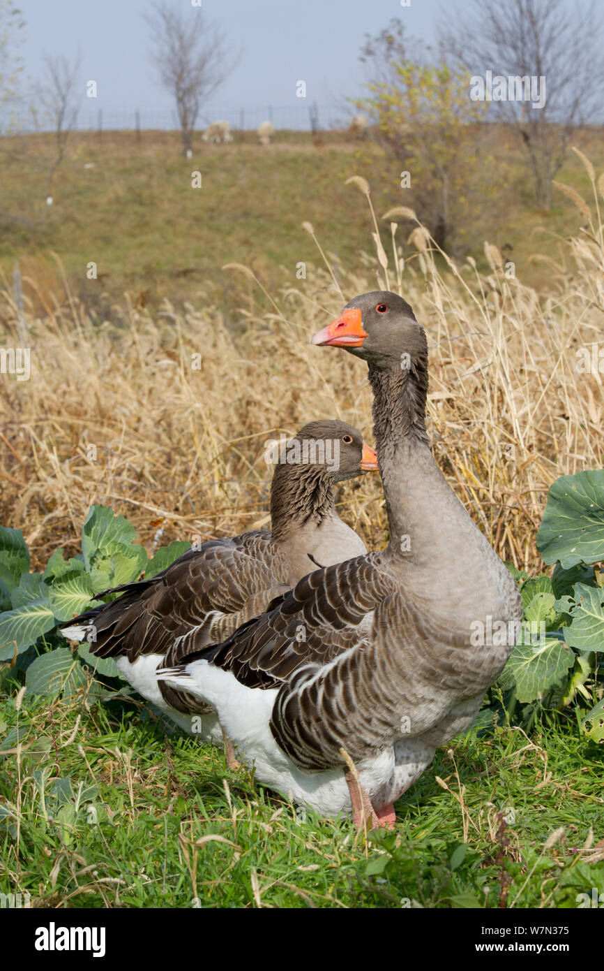 Domestic Gray Geese (Anser anser). Calamus, Iowa, USA, November Stock ...