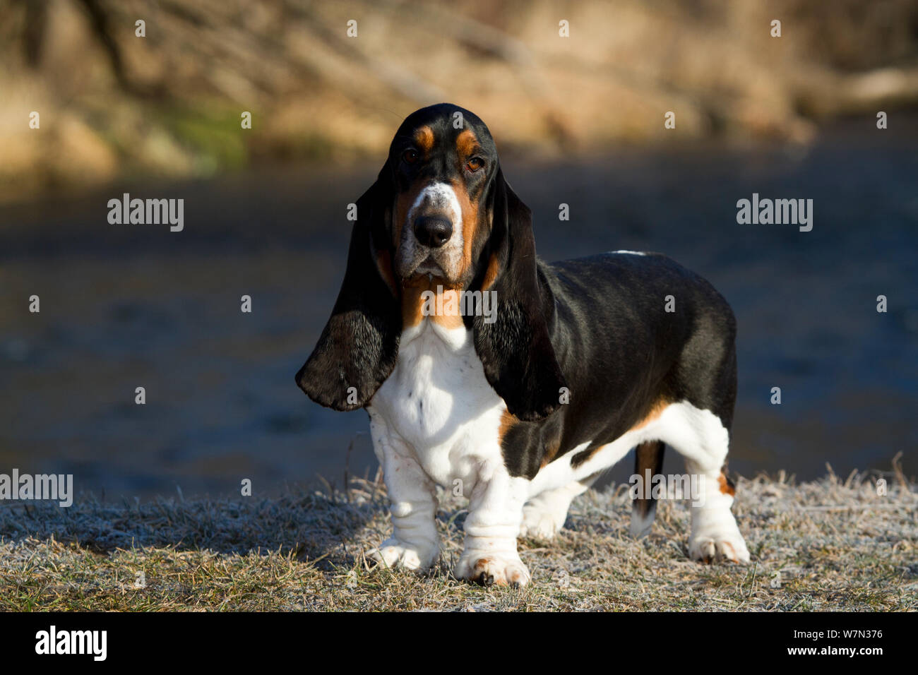 Basset Hound dog portrait Stock Photo - Alamy