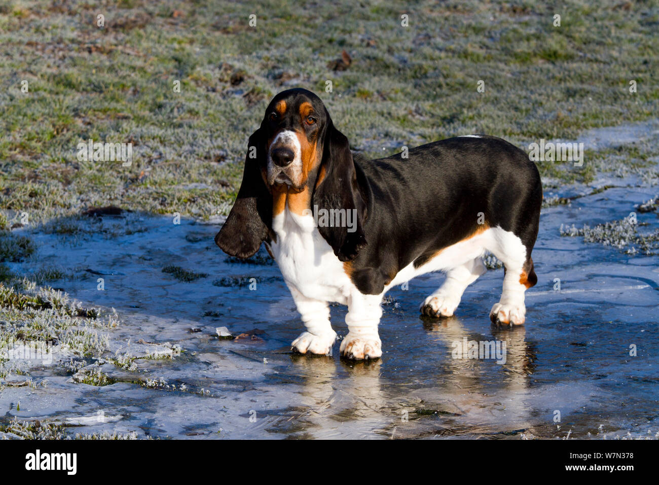 Basset Hound portrait on frost and ice Stock Photo - Alamy