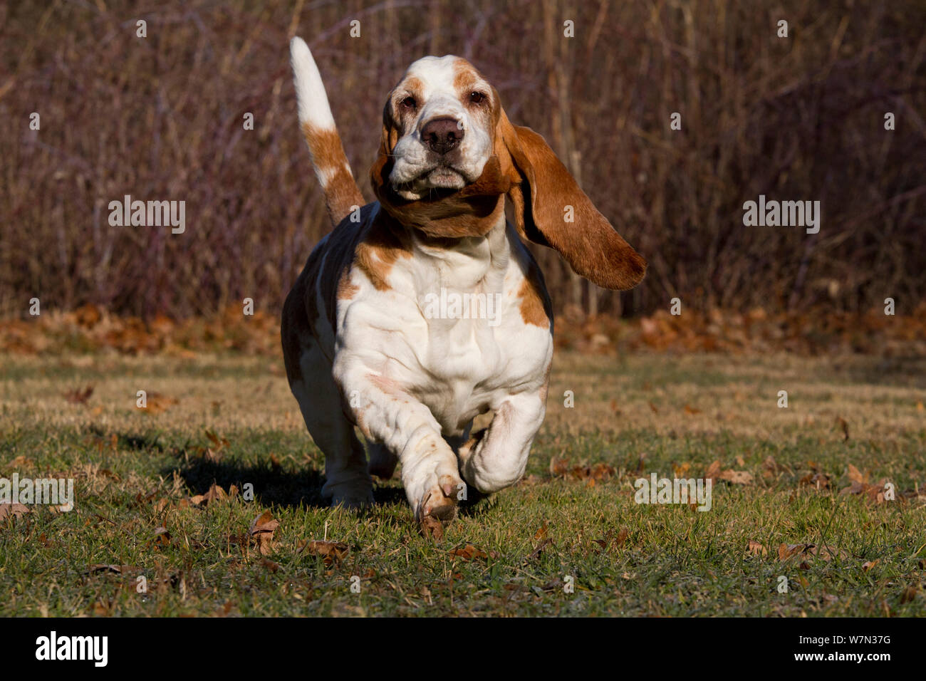 Basset Hound portrait running, USA Stock Photo - Alamy
