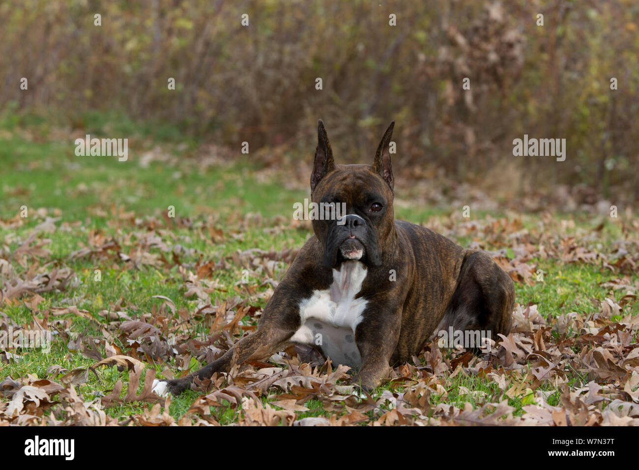 Boxer dog cropped ears hi-res stock photography and images - Alamy