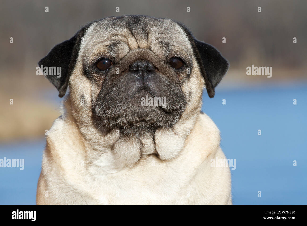 Female pug hi-res stock photography and images - Alamy