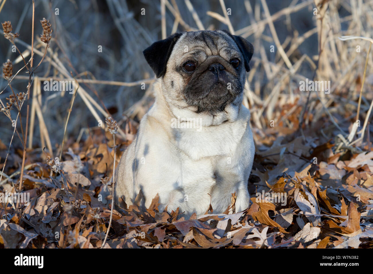 Adult female Pug dog on frosty oak leaves. USA Stock Photo - Alamy