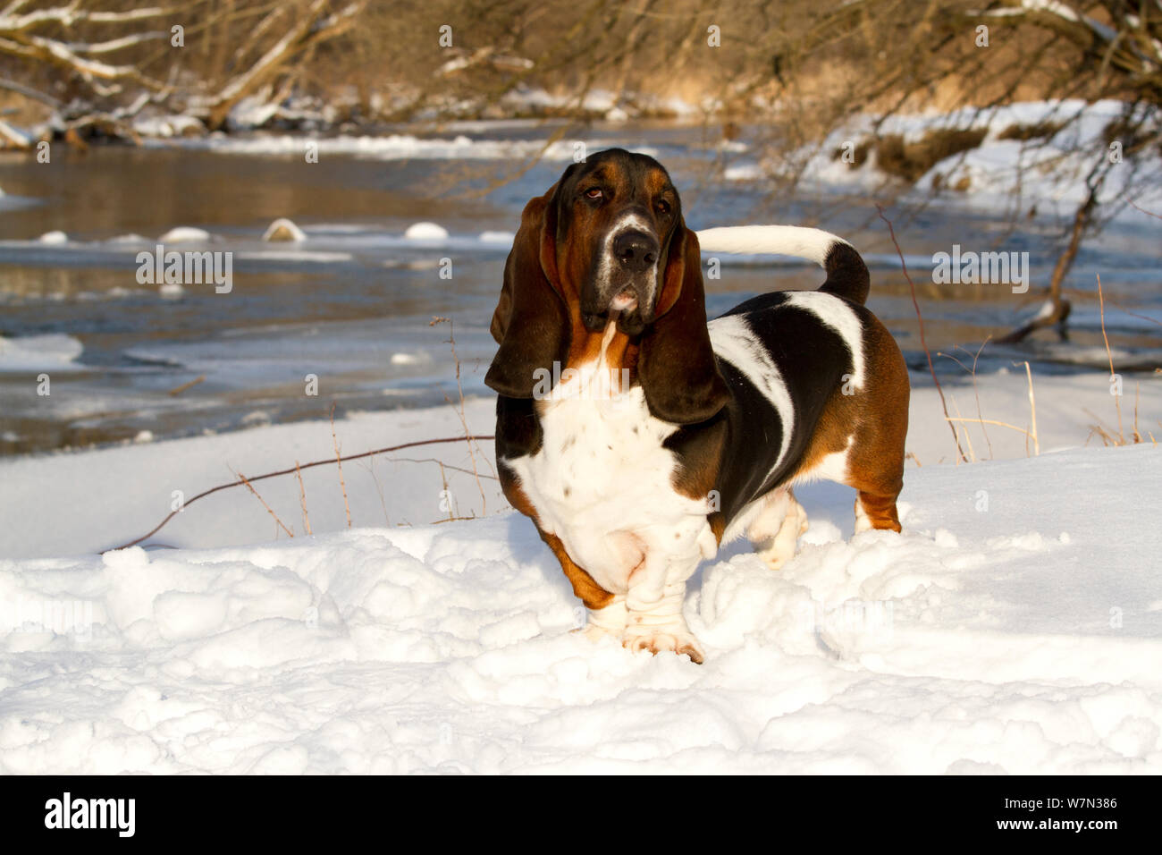 Male Basset Hound portrait in snow Stock Photo - Alamy