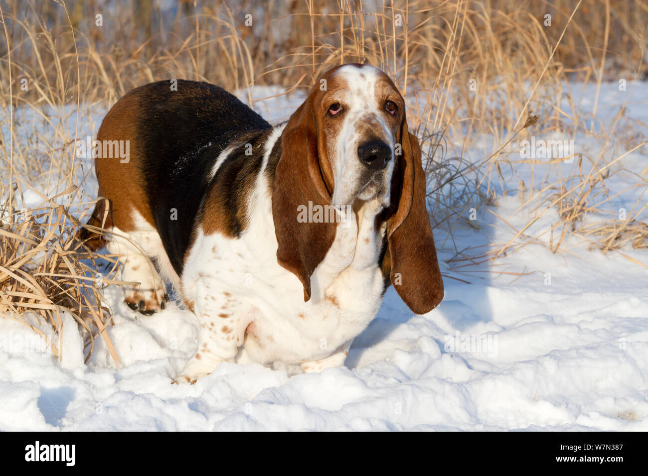 Male Basset Hound portrait in snow Stock Photo - Alamy