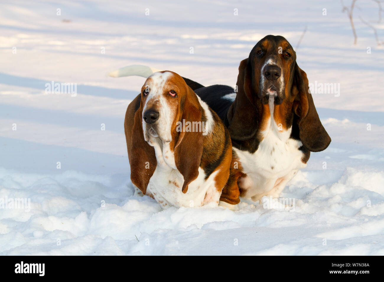 Two basset hounds hi-res stock photography and images - Alamy