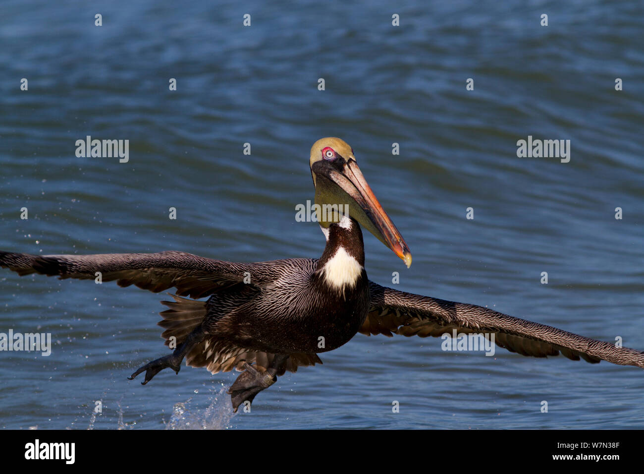 Eastern brown pelican hi-res stock photography and images - Alamy