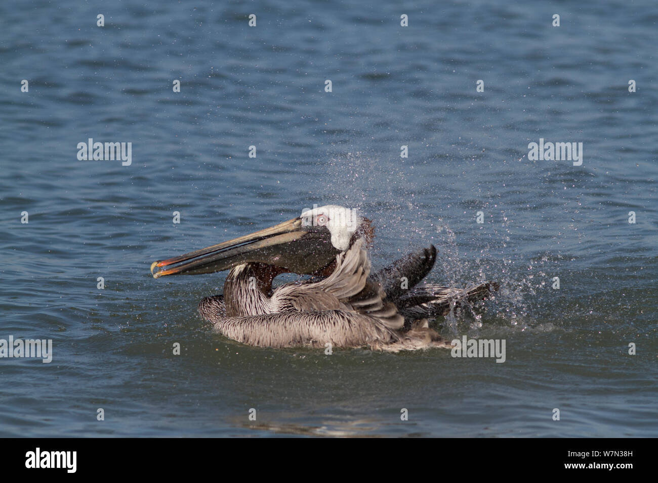 Eastern seabirds hi-res stock photography and images - Alamy
