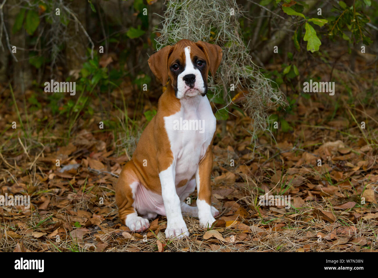 Dog dogs boxer puppies hi-res stock photography and images - Alamy