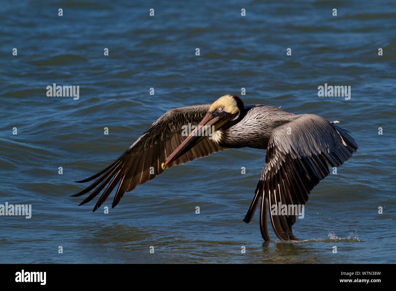 Indian pelicans hi-res stock photography and images - Alamy