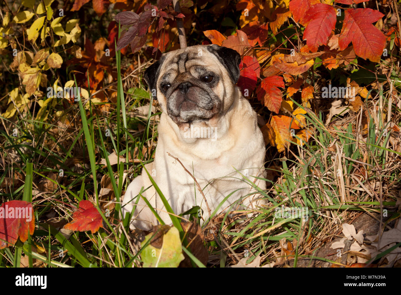 Pug autumn hi-res stock photography and images - Alamy