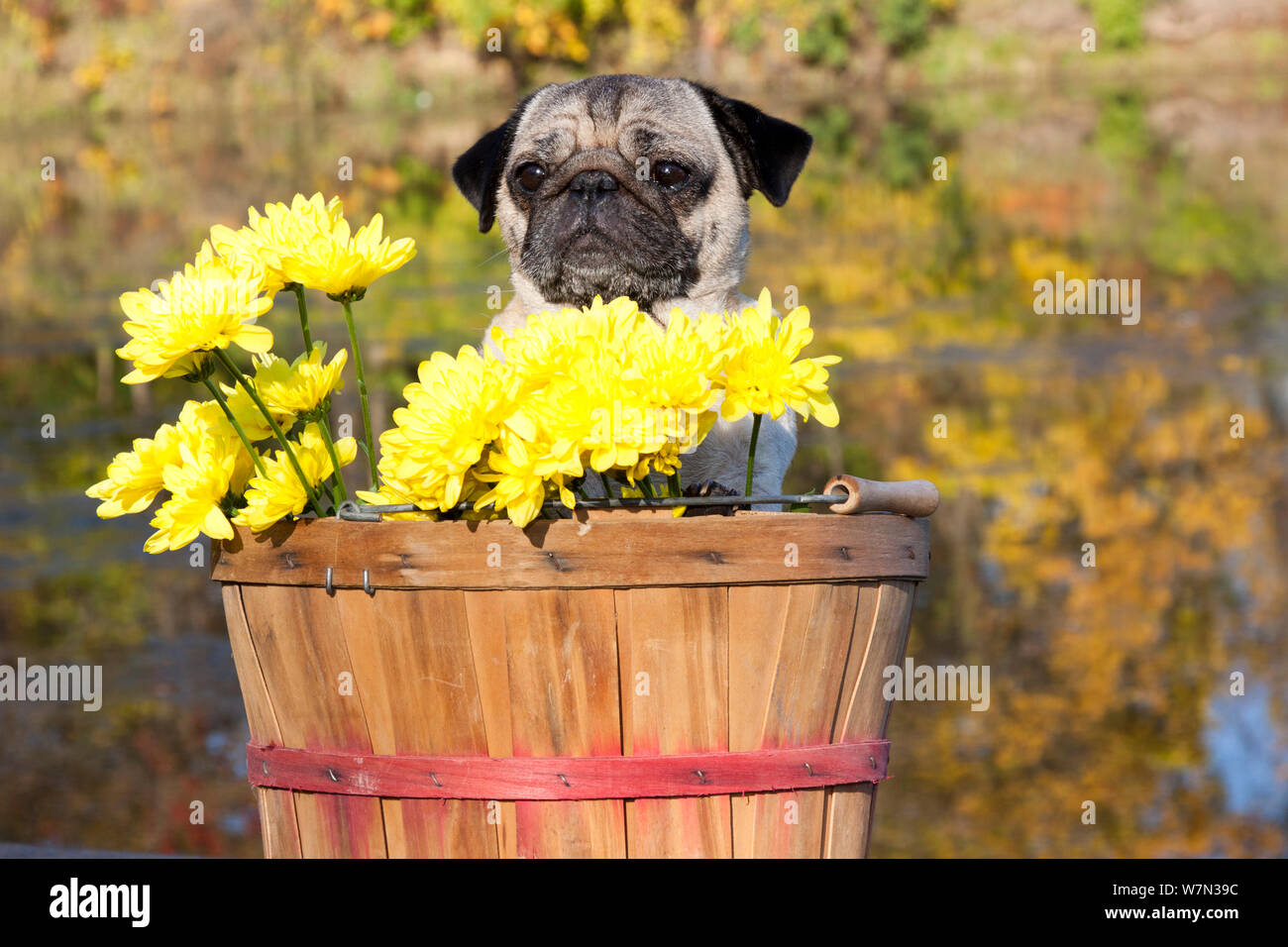 Female pug hi-res stock photography and images - Alamy