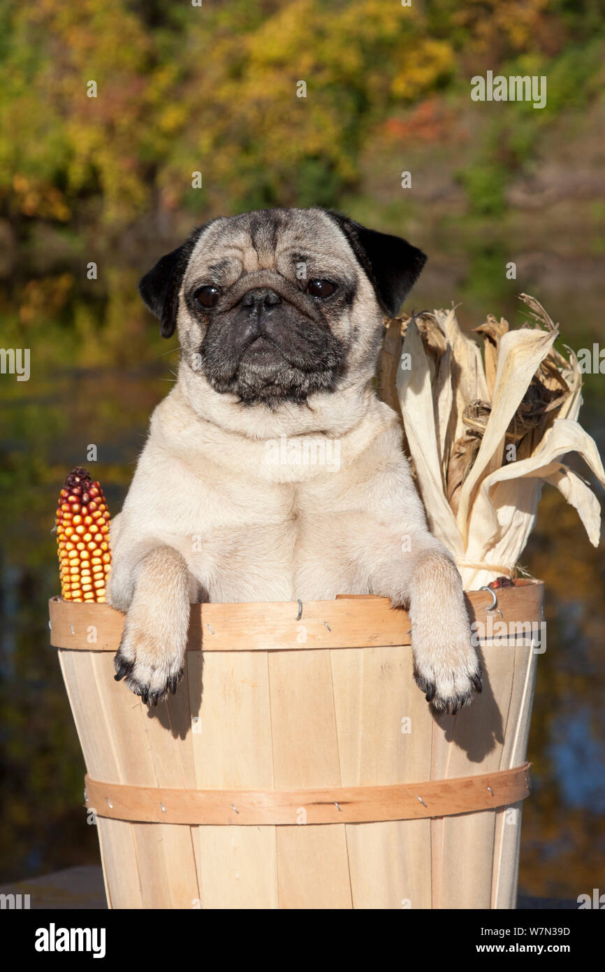 Female Pug in an basket with Indian corn. USA Stock Photo - Alamy