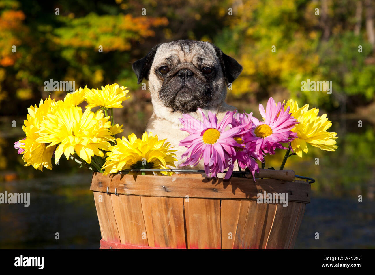 Fawn female pug hi-res stock photography and images - Alamy