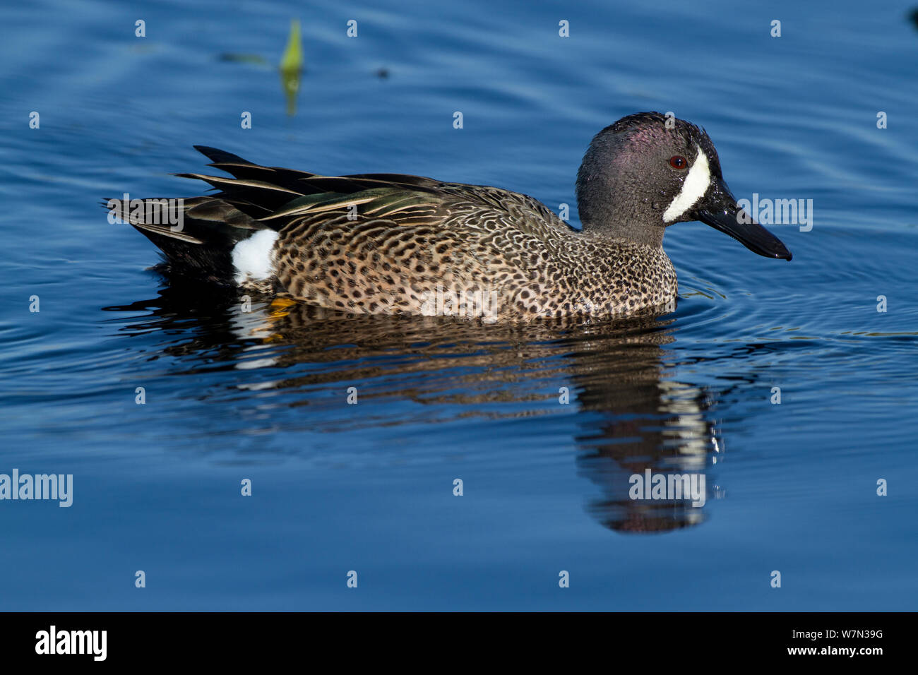 Blue-Winged Teal (Anas discors) drake, on water. Lakeland, Florida, USA ...