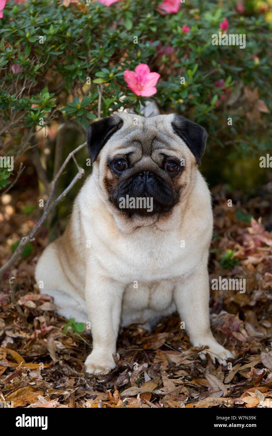Fawn colored dog hi-res stock photography and images - Alamy