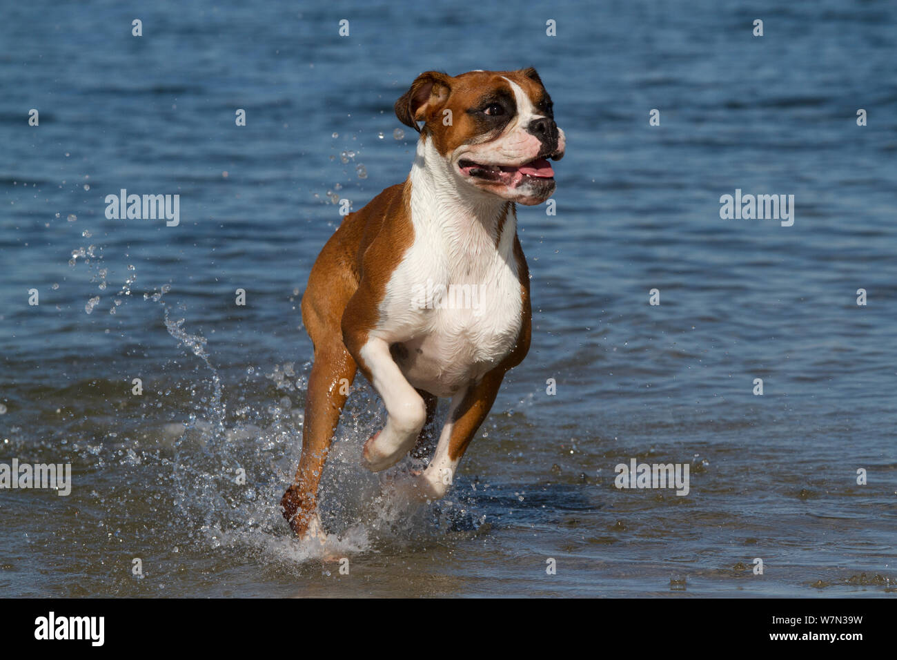 Boxer dog running hi-res stock photography and images - Alamy