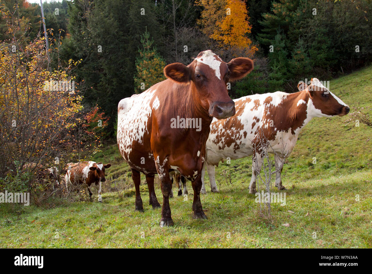 Ayrshire cattle usa hi-res stock photography and images - Alamy