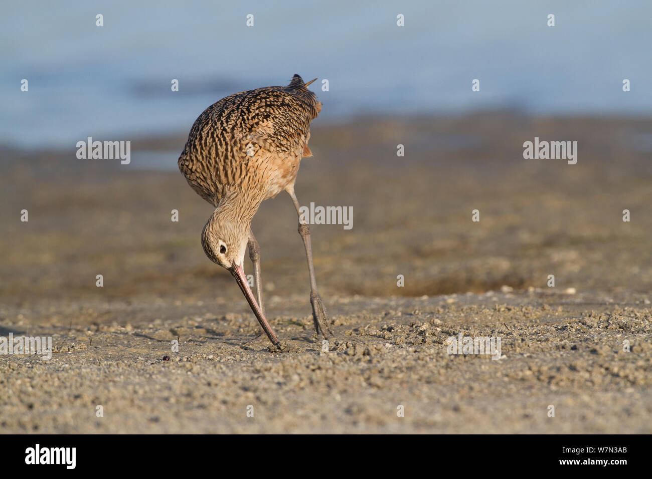 Curlews usa hi-res stock photography and images - Alamy