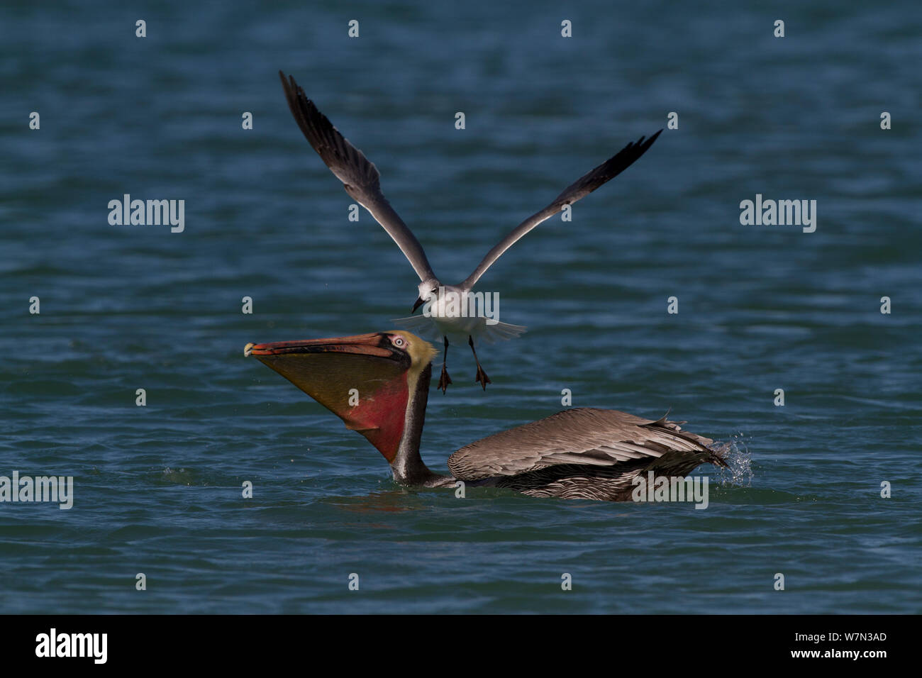 Eastern Brown Pelican (Pelecanus occidentalis carolinensis) after ...