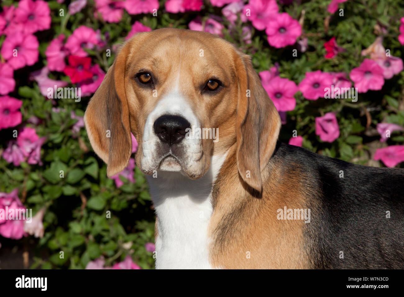Beagle Hound male portrait against flowers, USA Stock Photo - Alamy