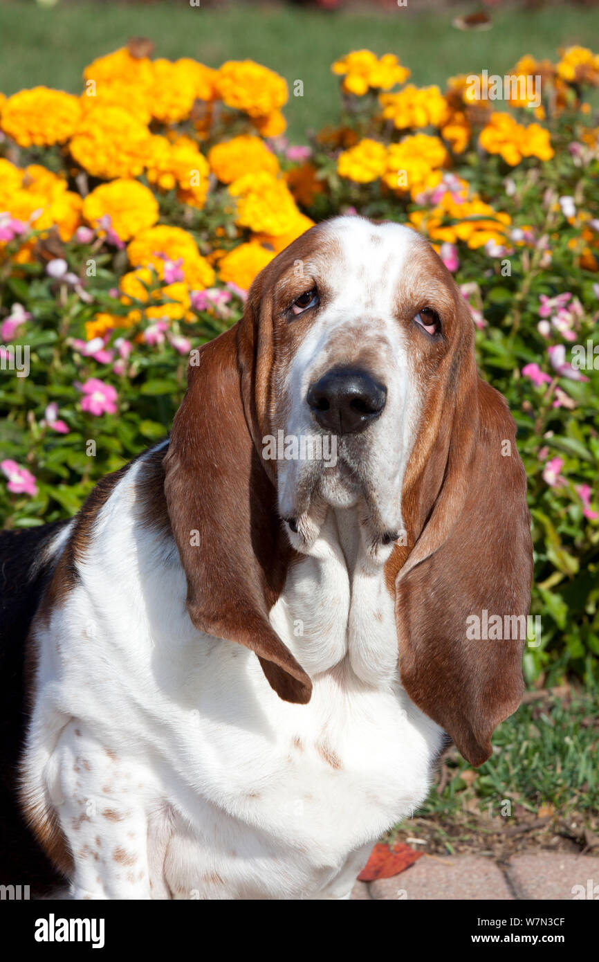 Portrait of tri-color Basset Hound male dog against flowers. USA Stock ...