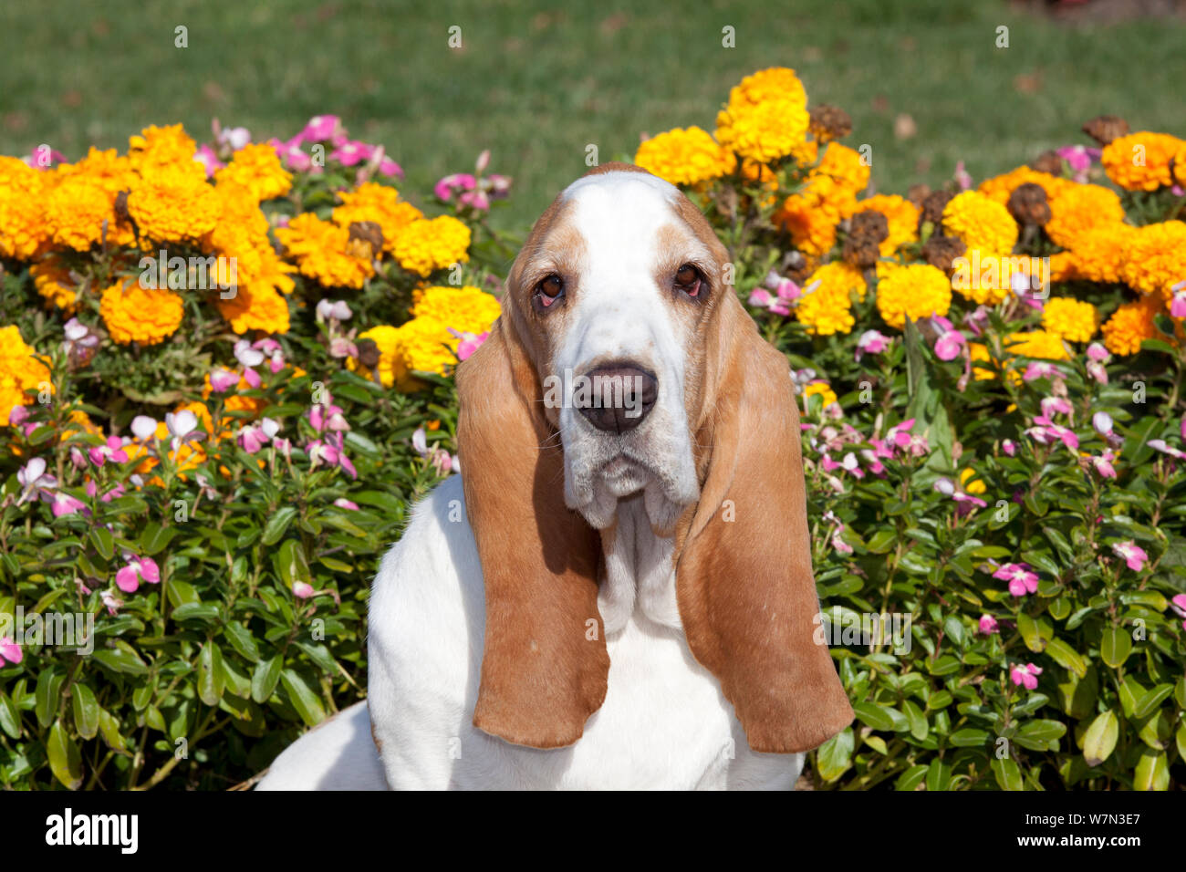 Basset dog and flowers hi-res stock photography and images - Alamy