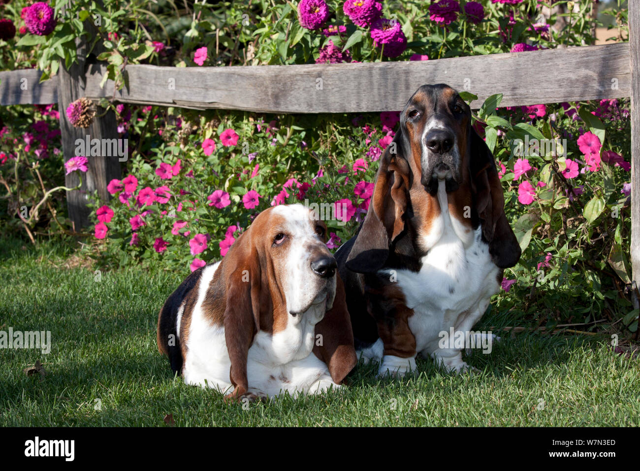 Two tri-color Basset Hound dogs on grass by petunias and zinnias in ...