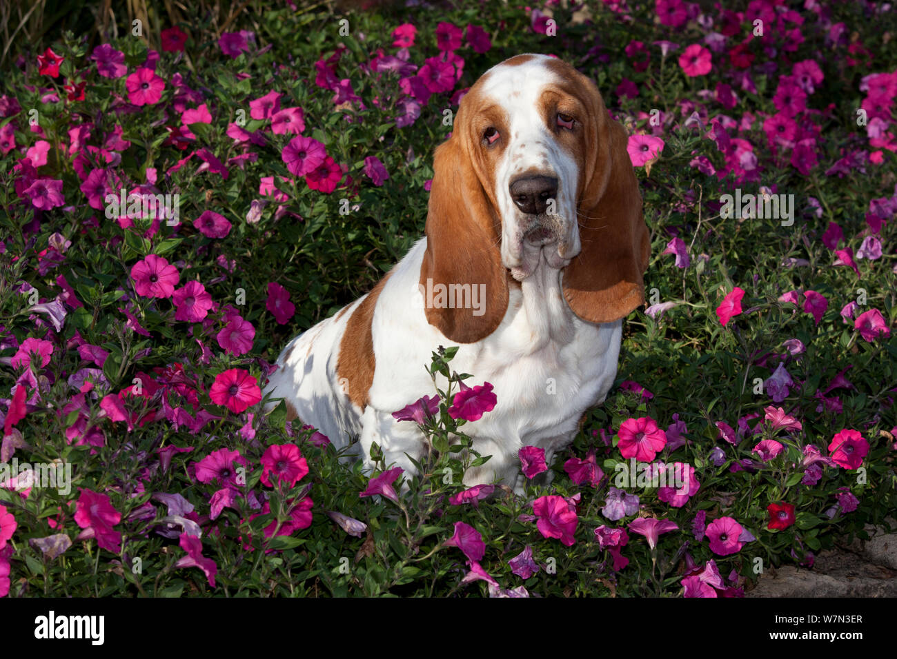 Red and white Basset Hound sitting among garden petunias. USA Stock ...
