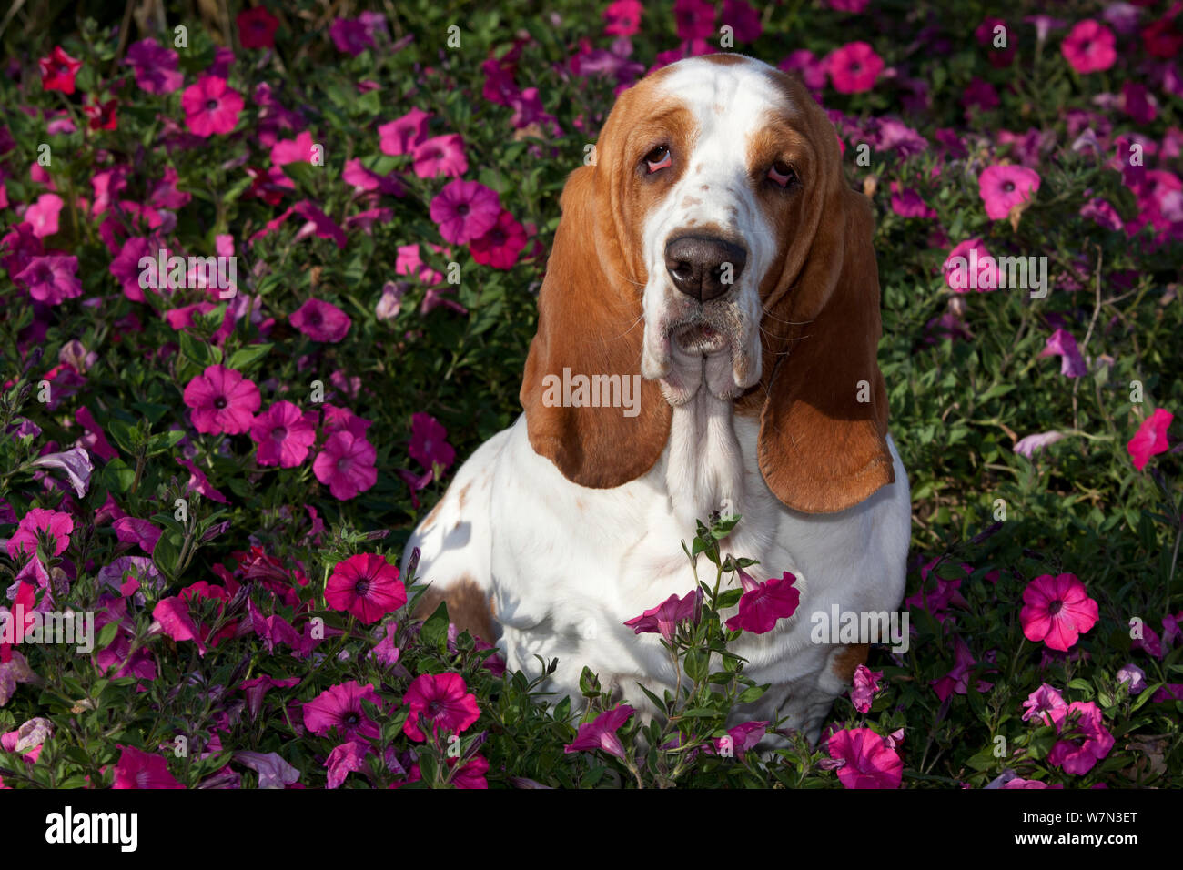 Red and white Basset Hound sitting among garden petunias. USA Stock ...