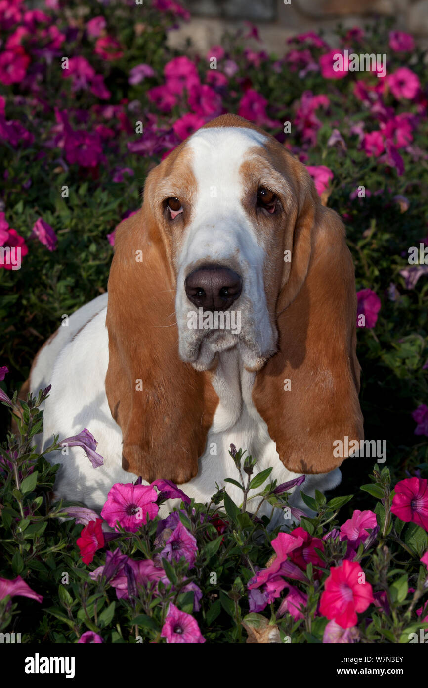 Red and white Basset Hound sitting among garden petunias. USA Stock ...