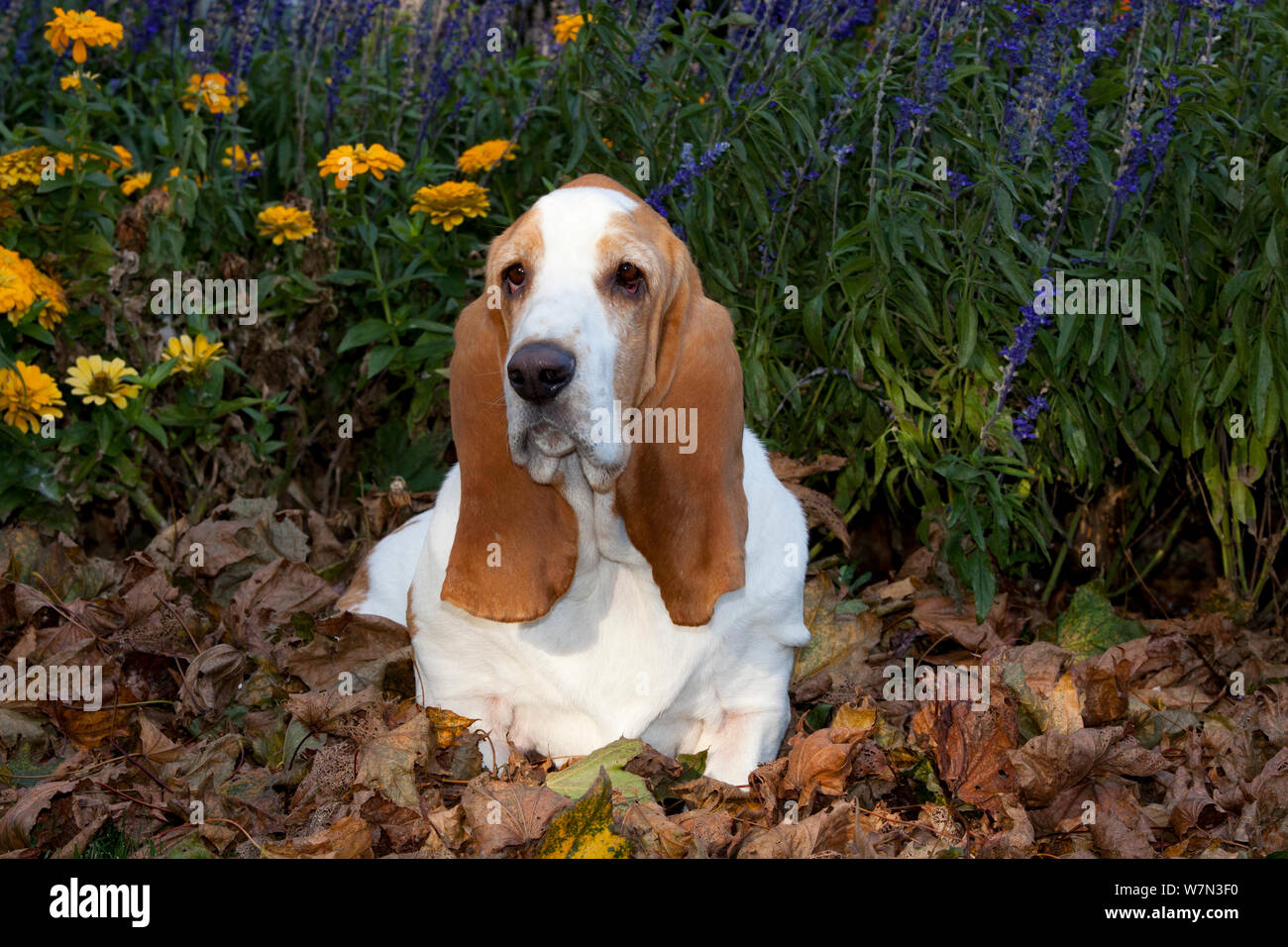 Red And White Basset Hound