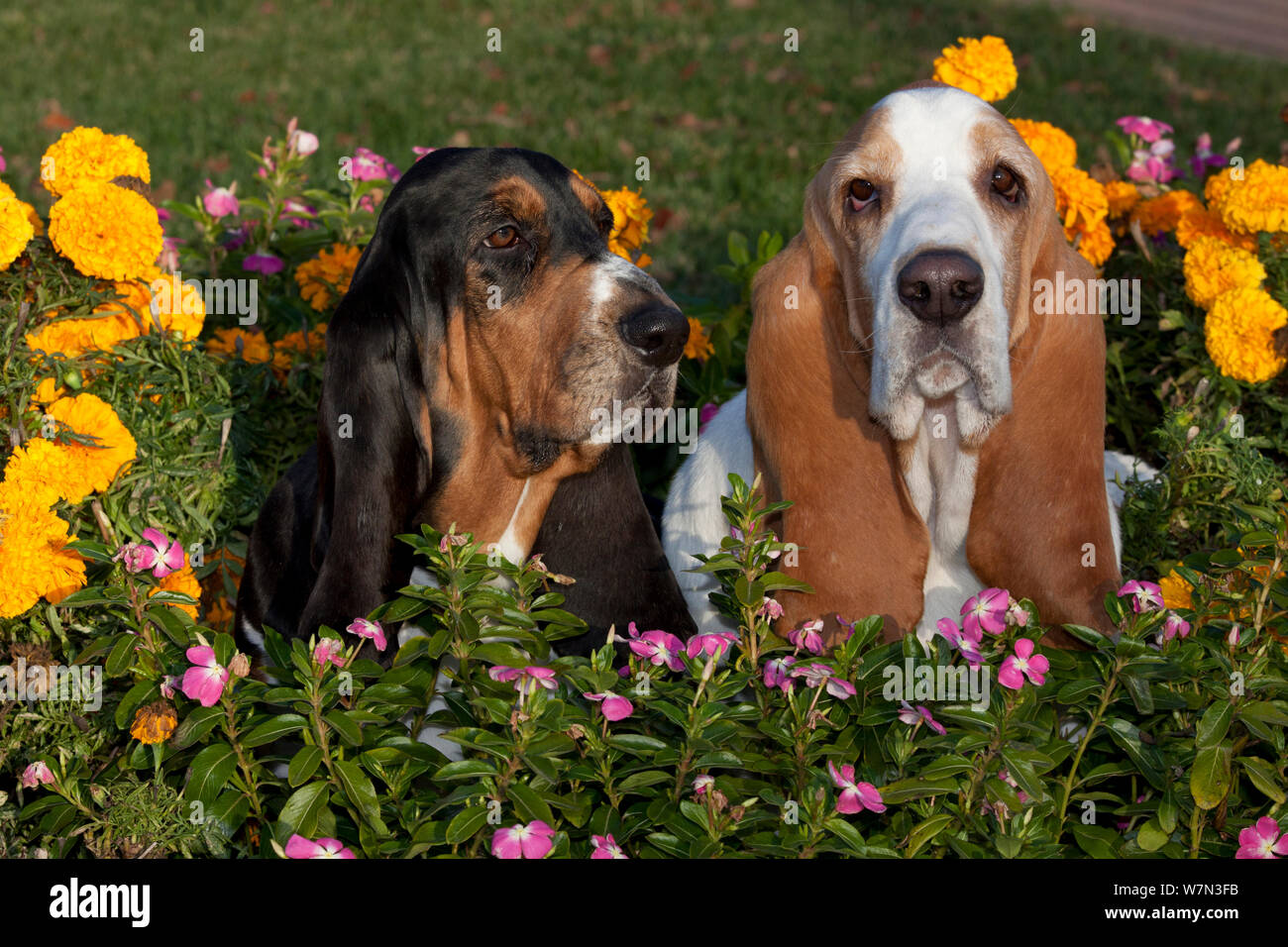 Two Basset Hounds (dark tri-color on left; red and white on right)among ...