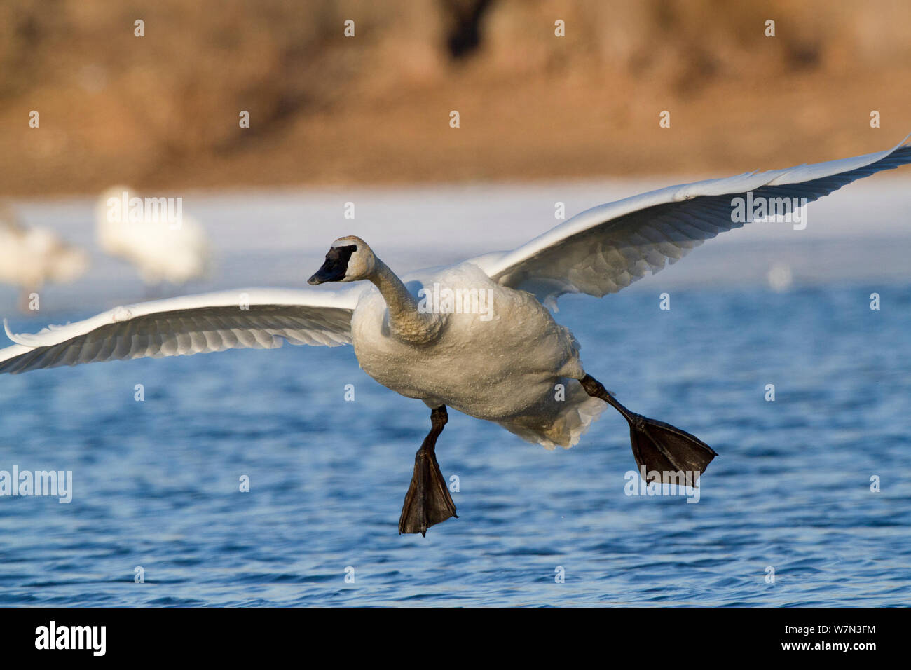 Trumpeter swan feet hi-res stock photography and images - Alamy