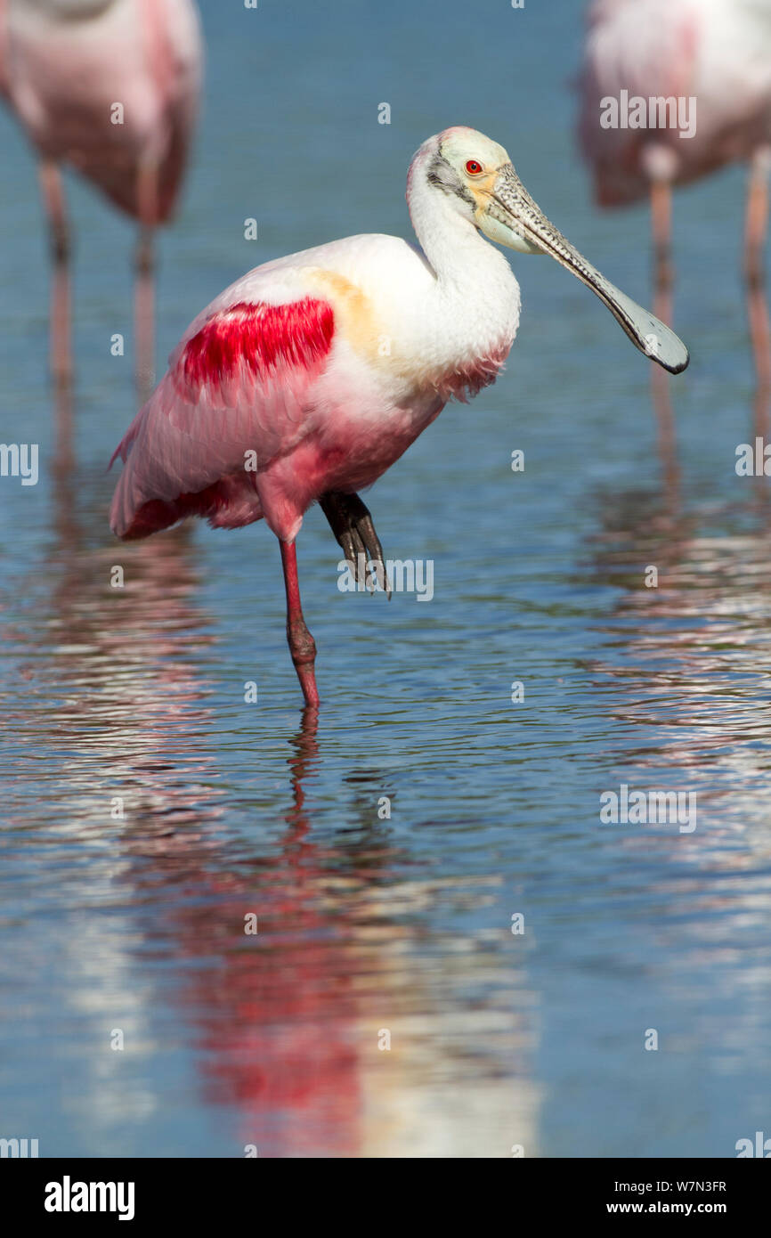 Roseate Spoonbill (Platalea ajaja) adult in breeding plumage standing ...