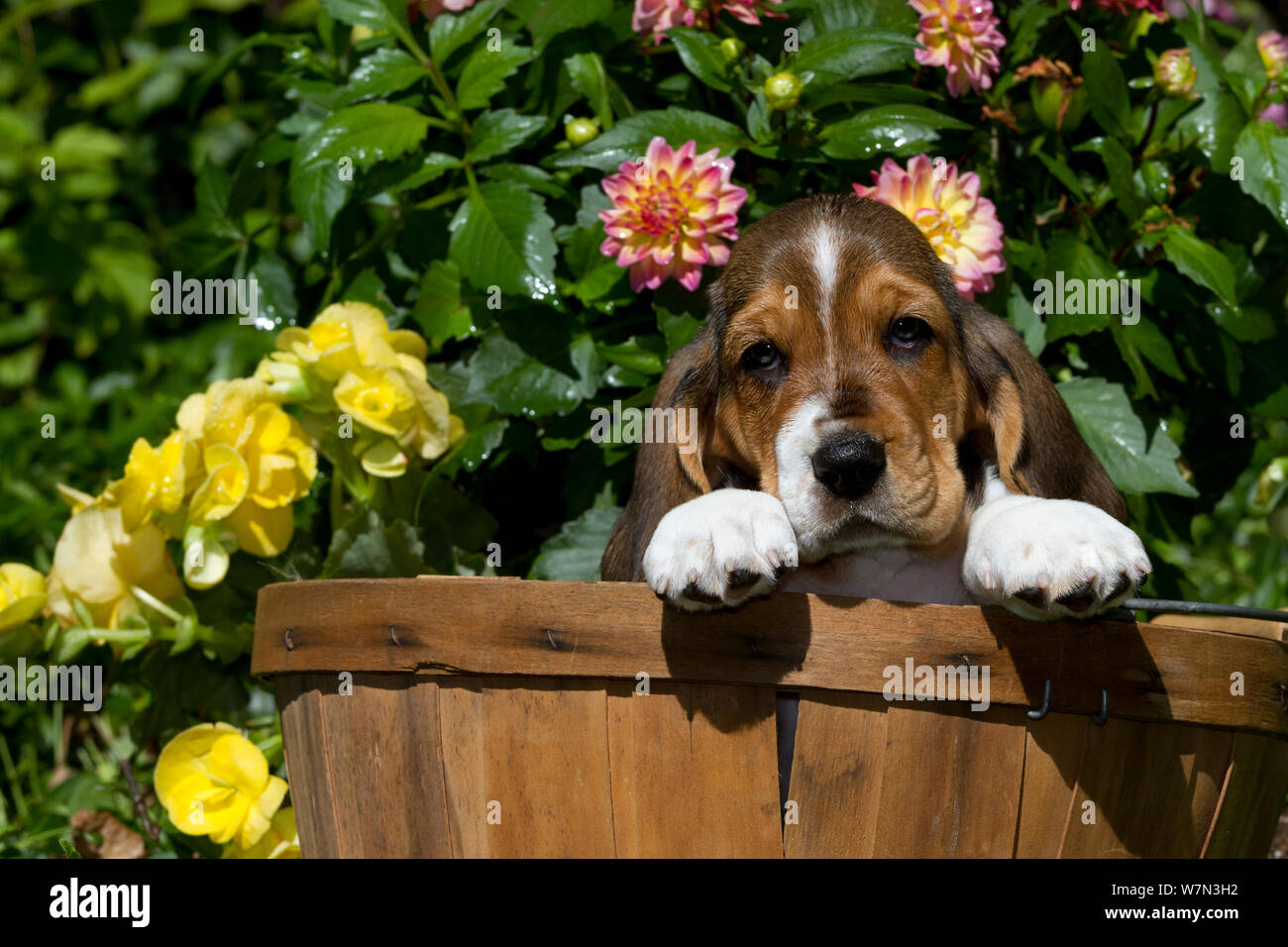 Beagle Basset Hound Puppy