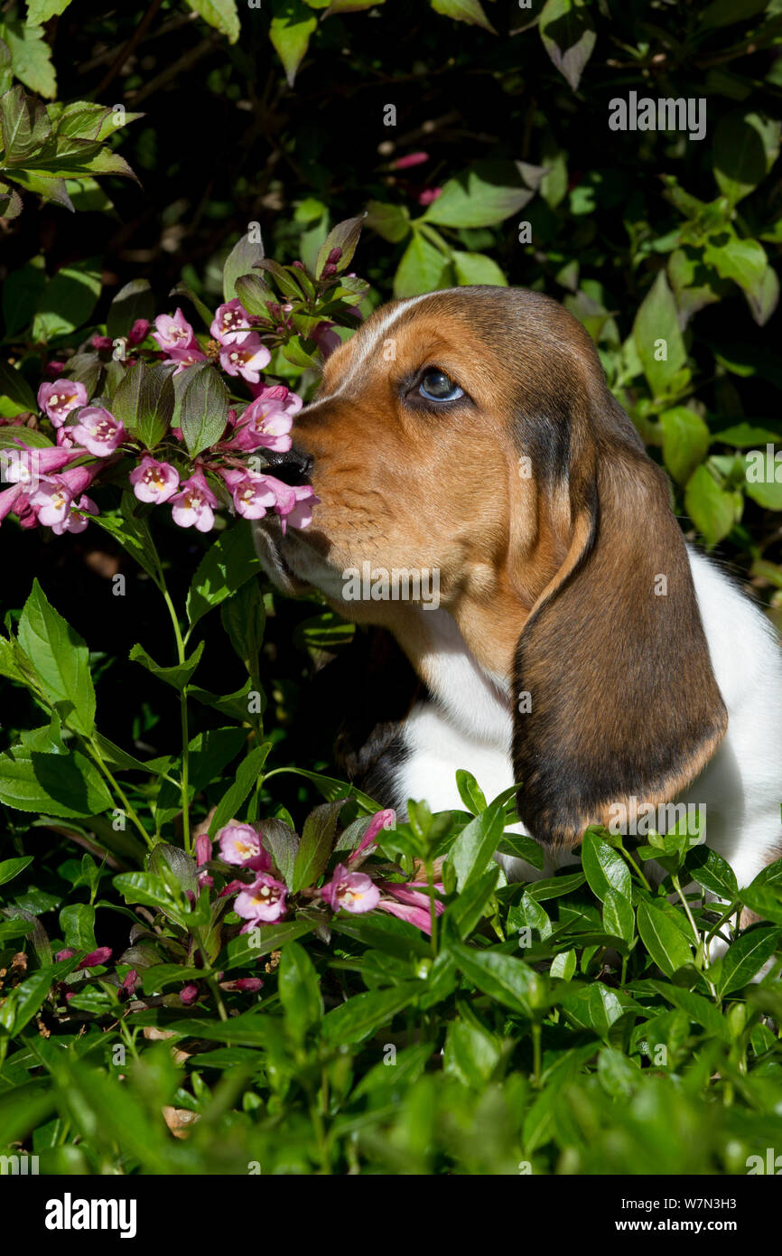 Basset Hound puppy in smelling flowers. USA Stock Photo - Alamy