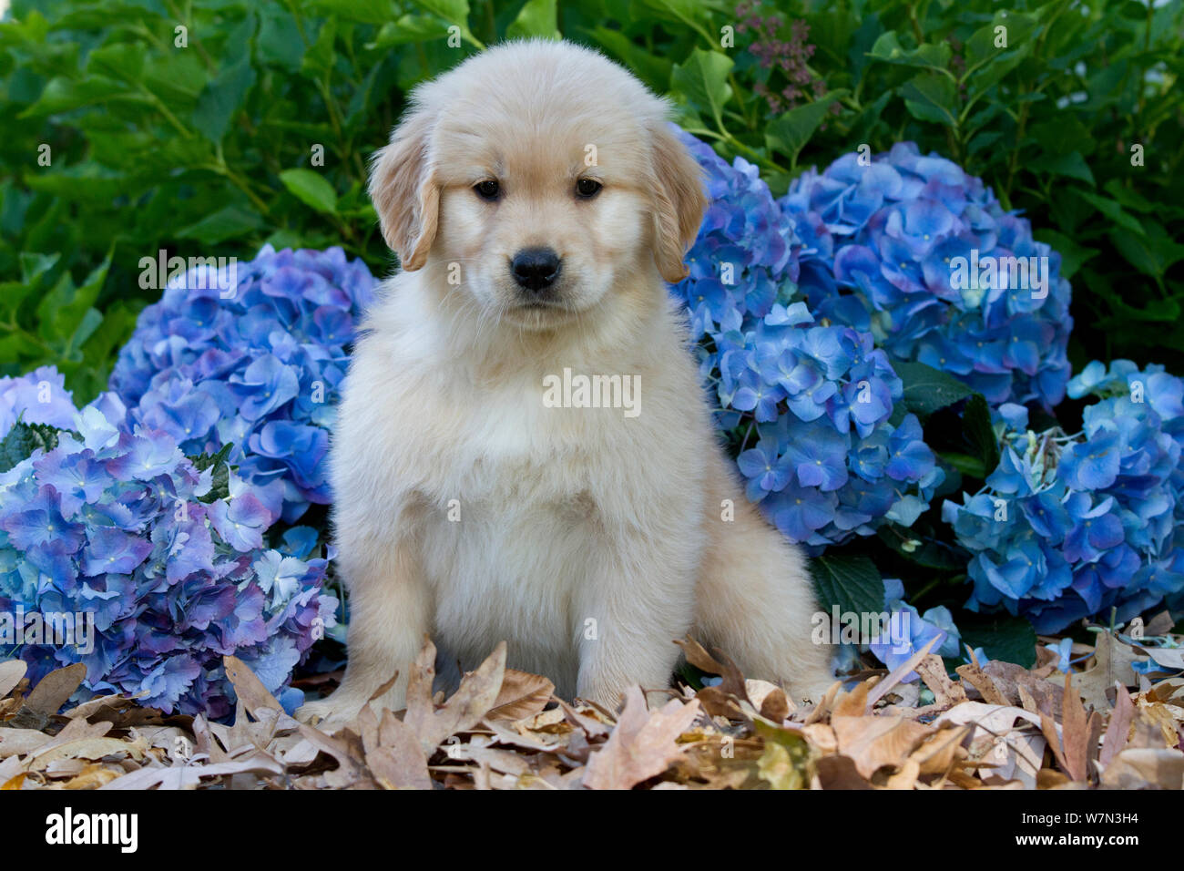 Golden Retriever puppy sitting by garden Hydrangea flowers. USA Stock ...