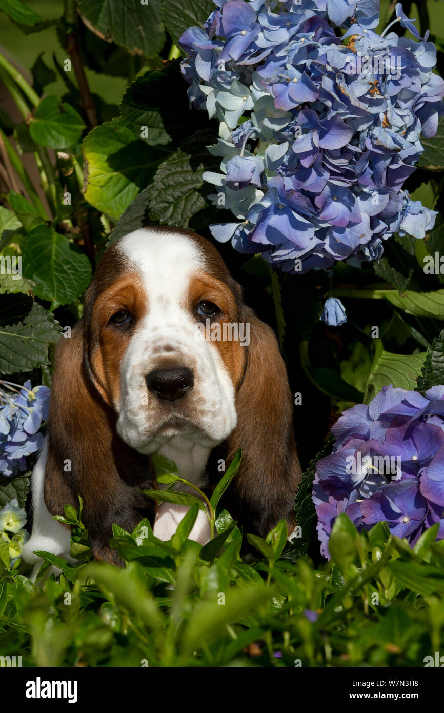 Basset Hound puppy next to garden Hydrangea flowers. USA Stock Photo ...