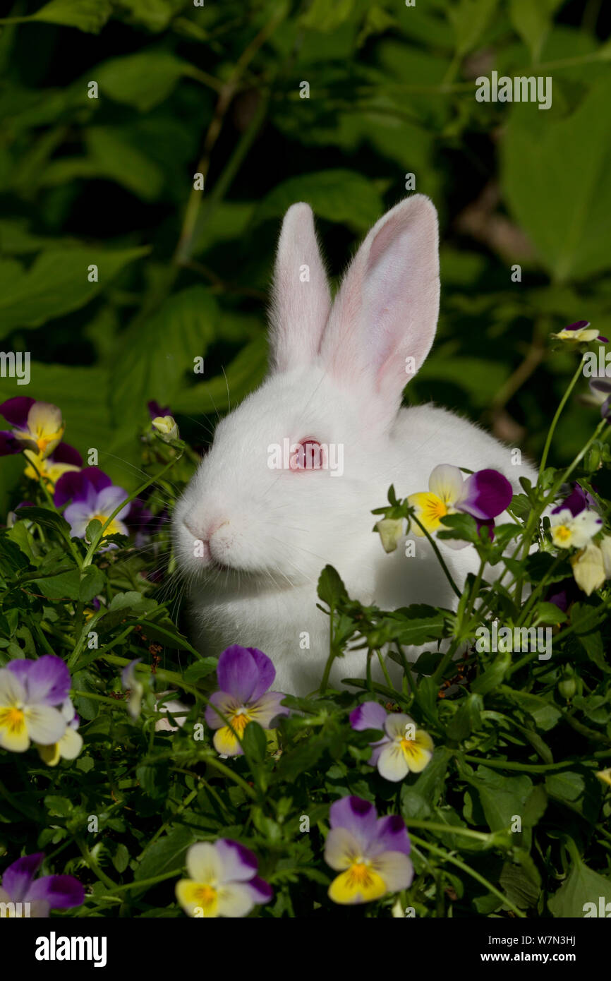 New Zealand breed rabbit in spring flowers. USA Stock Photo - Alamy